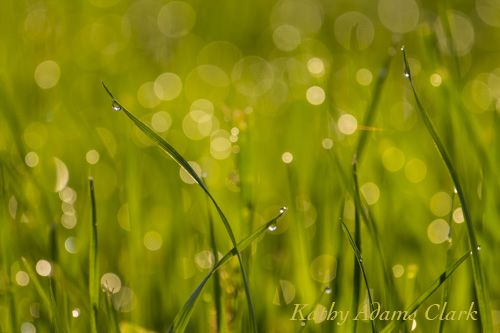 Kathy Adams Clark Photography Classes